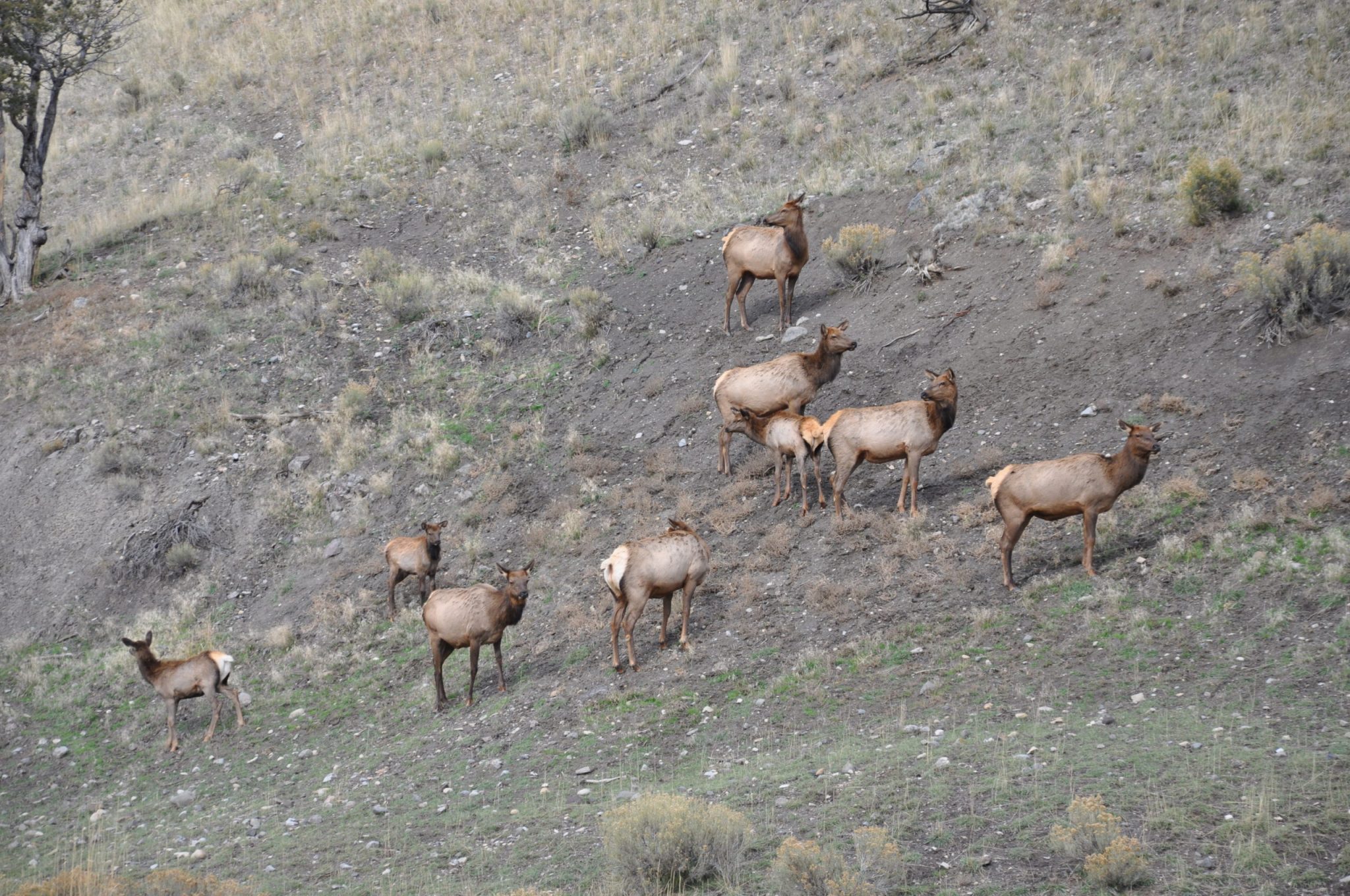 The Top 7 Animals To Hunt In Oregon This Season - Wide Open Spaces