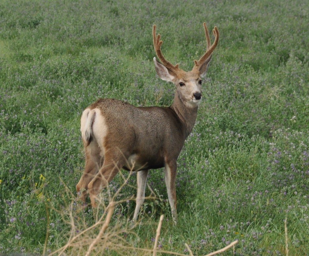 The Top 7 Animals To Hunt In Oregon This Season - Wide Open Spaces