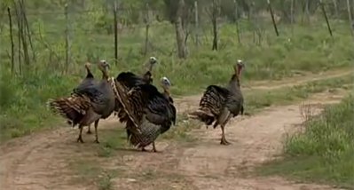 Can You Identify All 6 Species for a Turkey Slam? - Wide Open Spaces
