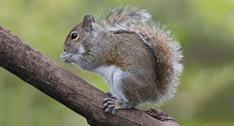 10 Varmints to Hunt When Deer Season is Far Away - Wide Open Spaces