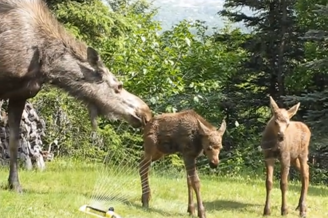 Baby Moose Play in Sprinkler and Their Excitement is Contagious - Wide ...