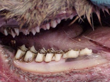 How to Tell the Age of a Deer By Analyzing Its Teeth