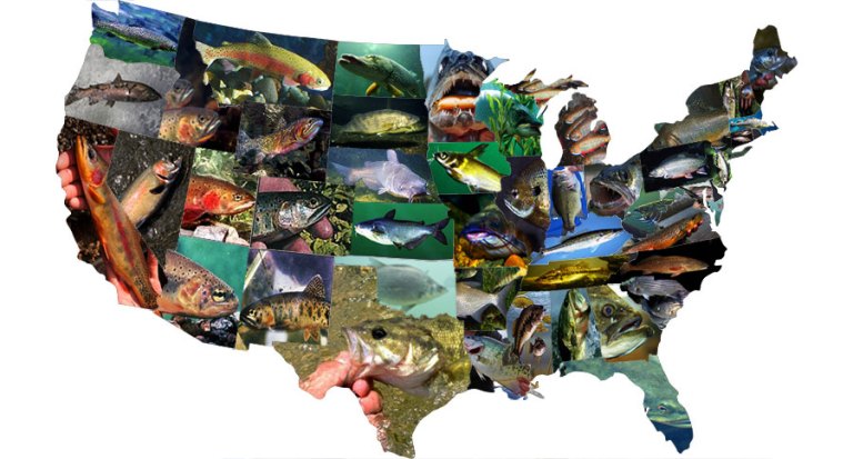 Interactive Map: America's State Fish - Wide Open Spaces