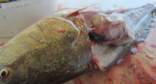 This Mississippi Redfish Actually Swallowed This, and More - Wide Open ...