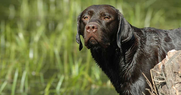 English Lab vs American Lab: Everything to Know About the Breeds