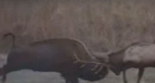 Video: Bison and Elk Duke It Out - Wide Open Spaces