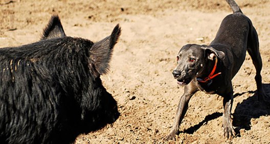 Hog Dogs: The Best Breeds for Hog Hunting - Wide Open Spaces