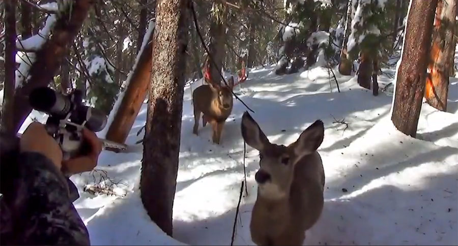 Hunter Finds Himself at a Crossroads When Deer Walks Right Up to Him ...