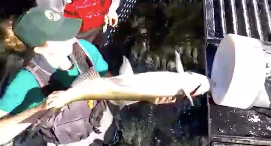 This Weird But Genius Salmon Cannon Will Help the Fish Complete Their ...