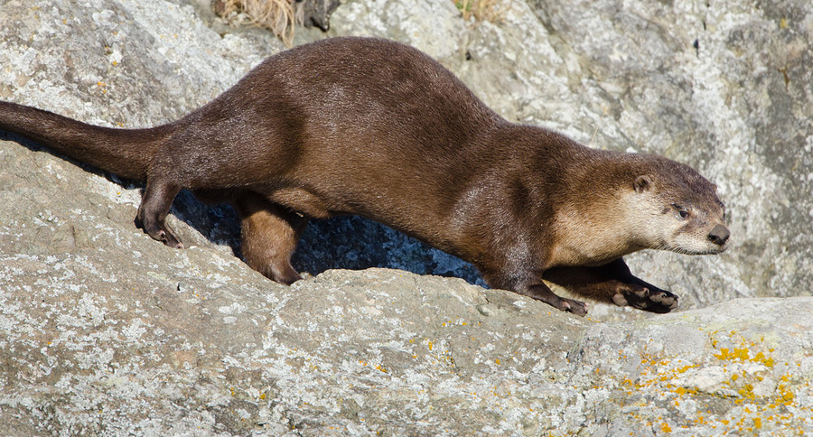 10 Animals With Better Fishing Skills Than Humans