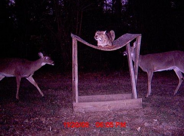 30 Best Trail Camera Photos of All Time - Wide Open Spaces