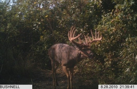 20 Monster Bucks That Will Make You Want to Buy a Trail Cam - Wide Open ...
