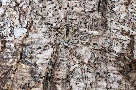 Can You Find the Hidden Animals in These 10 Photos? - Wide Open Spaces