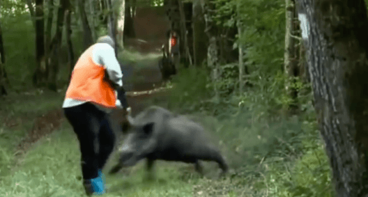 10 Jaw-Dropping Wild Boar Attacks - Wide Open Spaces