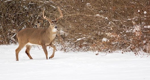 Deer Hunting in Snow: Tips to Remember