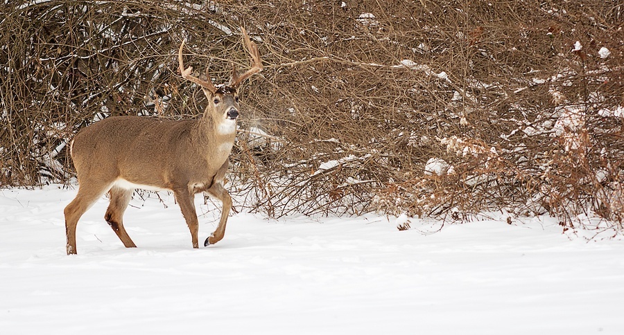 Deer Hunting in Snow: Tips to Remember