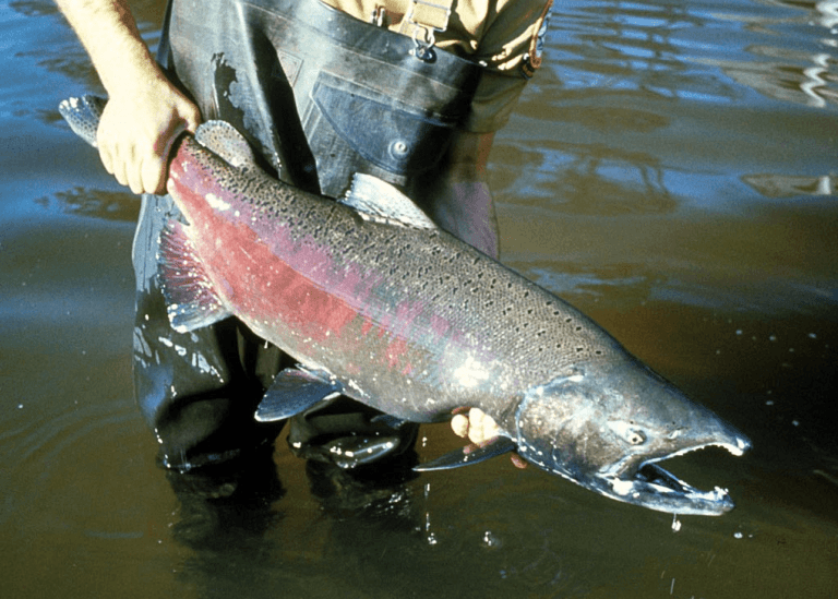 10 Biggest Fish Caught in Michigan [PICS] - Wide Open Spaces