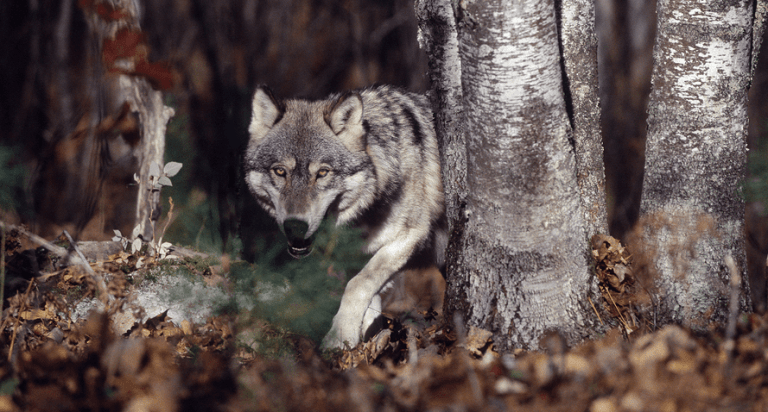 Where, When, and How to Hunt Wolves in the US - Wide Open Spaces