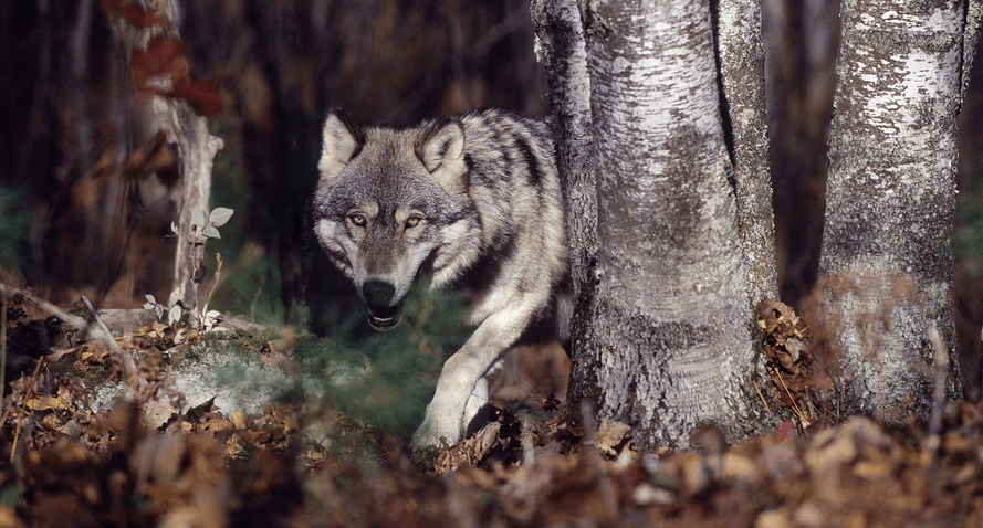 Where, When, and How to Hunt Wolves in the US - Wide Open Spaces
