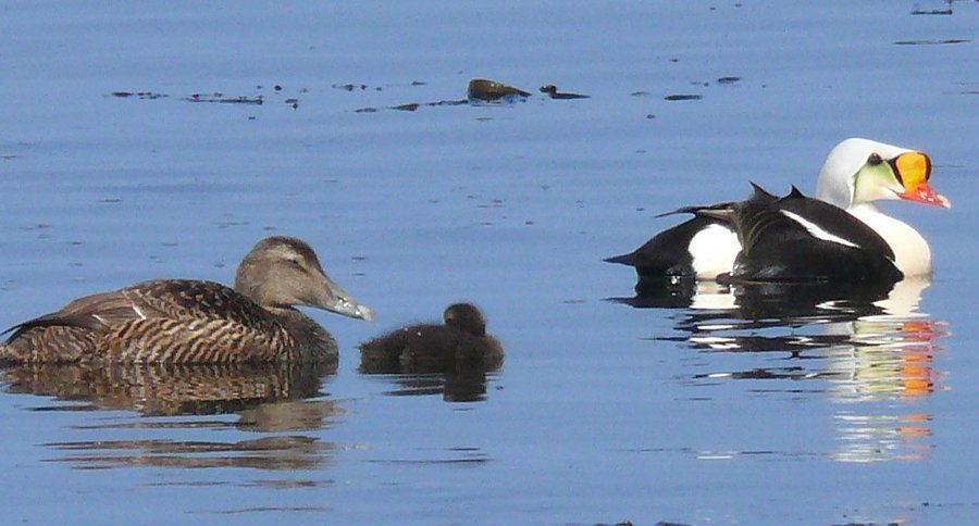 Top 10 Duck Hunting Locations in America - Wide Open Spaces