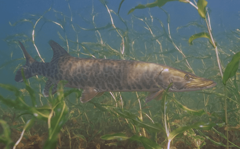 10 Biggest Fish Caught in Michigan [PICS] - Wide Open Spaces