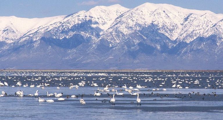 Top 10 Duck Hunting Locations in America - Wide Open Spaces