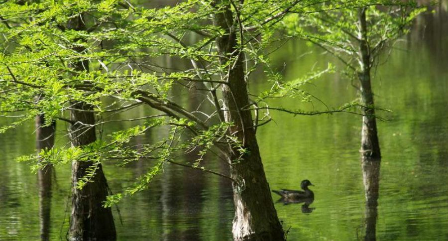 Top 10 Duck Hunting Locations in America - Wide Open Spaces