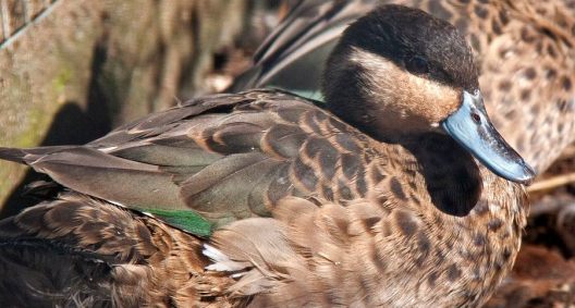Top 10 Duck Hunting Locations in America - Wide Open Spaces