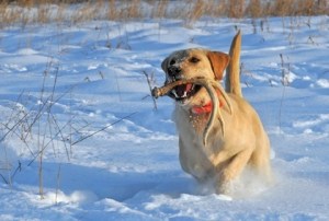 It's Almost Shed Antler Time: Here Are Some Tips to Track Them Down
