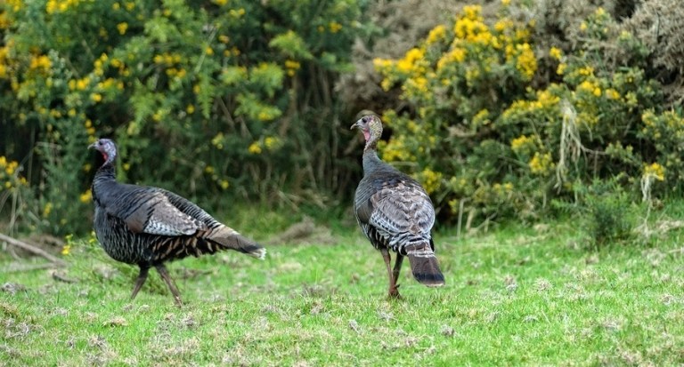 7 Keys to the Perfect Turkey Hunting Setup