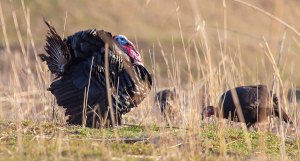 How to Pick Your Turkey Choke Tube - Wide Open Spaces