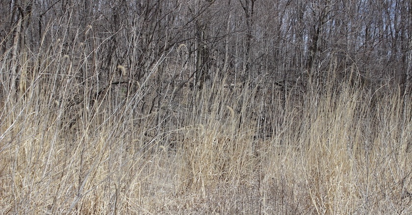 Singing Cat Steals the Spotlight During His Owner's Opera Practice