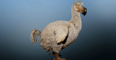 Could The Dodo Bird Return? Bioengineers Want To Resurrect It From ...
