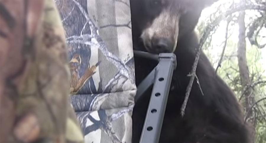 Hunter in Treestand is Joined by a Bear in Intense Close Encounter ...