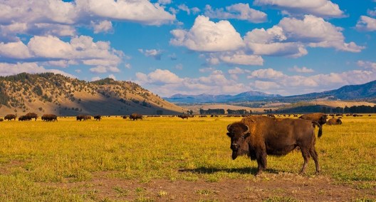 Where and How to Hunt Bison in America - Wide Open Spaces