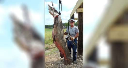 Remember This Massive Texas Alligator Gar? - Wide Open Spaces