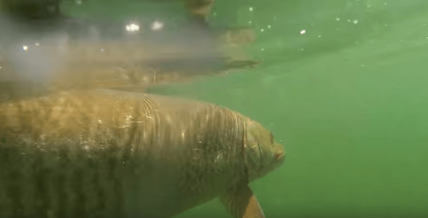 5 Midwestern Musky Lakes You Might Not Know About (But You Should ...