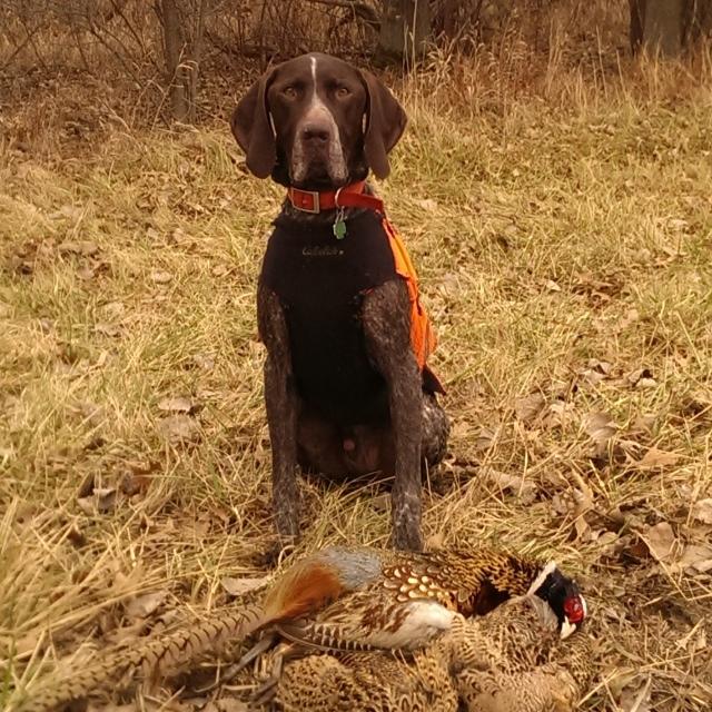 10 Dogs That Are Leading the Sporting Dog Contest - Wide Open Spaces