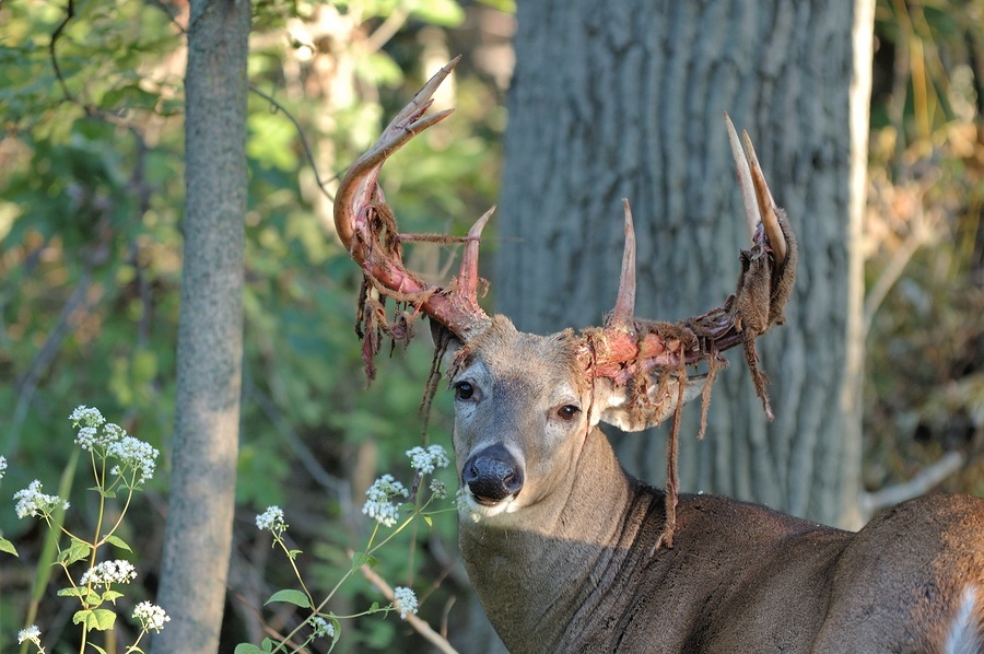 10 Awesome Photos of Deer Shedding Their Velvet - Wide Open Spaces