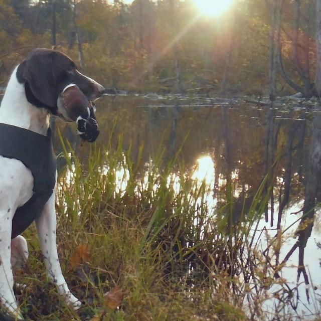 10 Dogs That Are Leading the Sporting Dog Contest - Wide Open Spaces