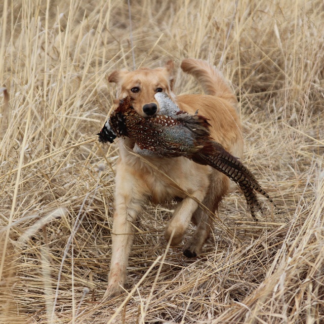 10 Dogs That Are Leading the Sporting Dog Contest - Wide Open Spaces