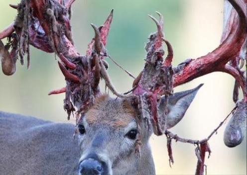 10 Awesome Photos of Deer Shedding Their Velvet - Wide Open Spaces
