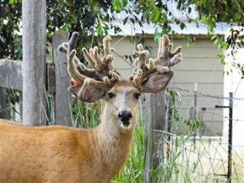 The 10 Freakiest Deer Racks Your Spouse Would Never Let You Hang on the ...