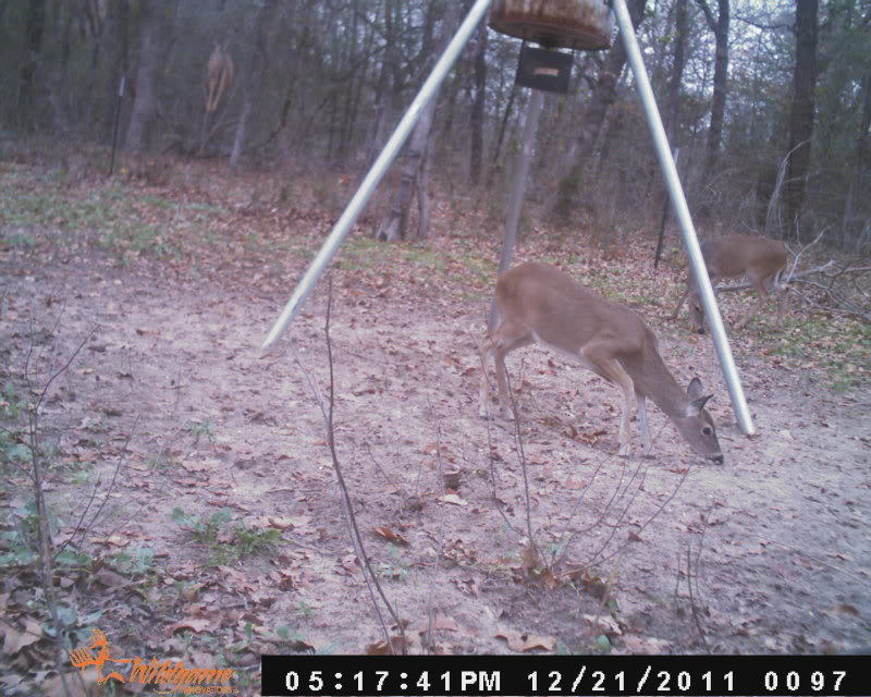20 Trail Camera Photos You'd Never Expect - Wide Open Spaces