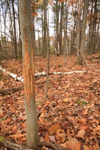 10 Photos of Buck Rubs Guaranteed to Pump You Up for Deer Season - Wide ...