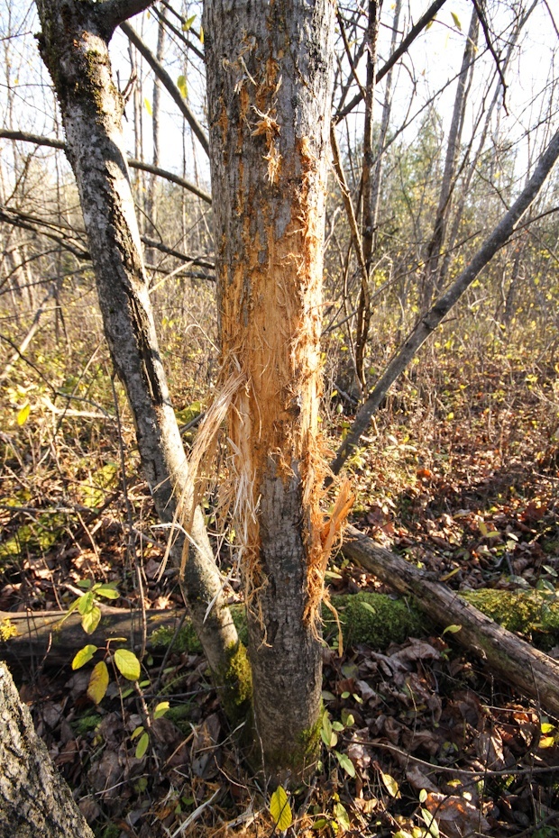 10 Photos of Buck Rubs Guaranteed to Pump You Up for Deer Season - Wide ...