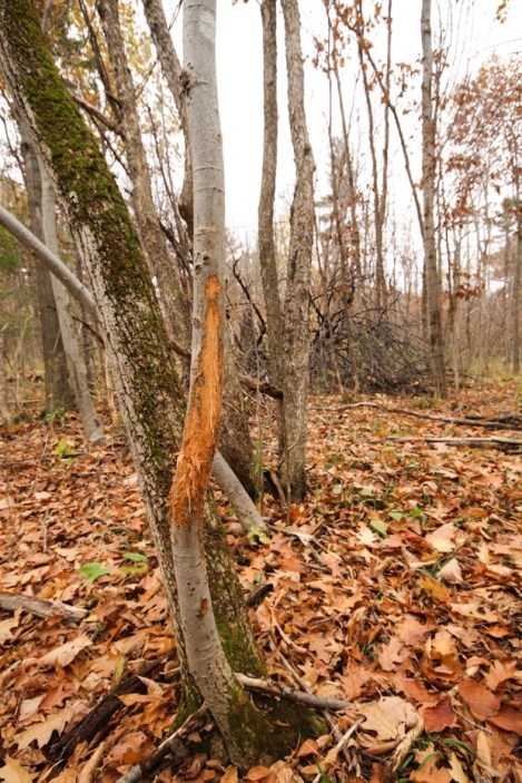 10 Photos of Buck Rubs Guaranteed to Pump You Up for Deer Season - Wide ...