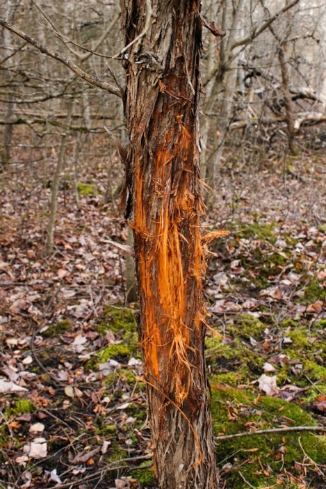 10 Photos of Buck Rubs Guaranteed to Pump You Up for Deer Season - Wide ...