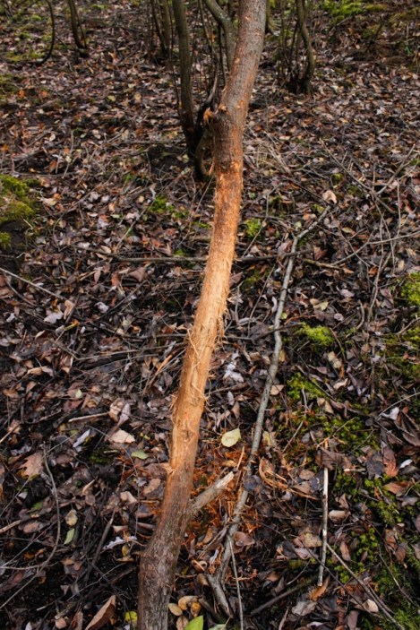 10 Photos of Buck Rubs Guaranteed to Pump You Up for Deer Season - Wide ...