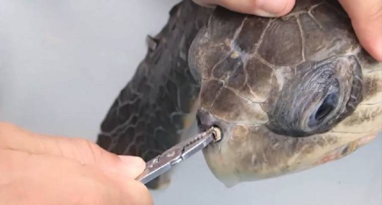 Researcher Removes Plastic Straw Lodged in Turtle's Nose - Wide Open Spaces